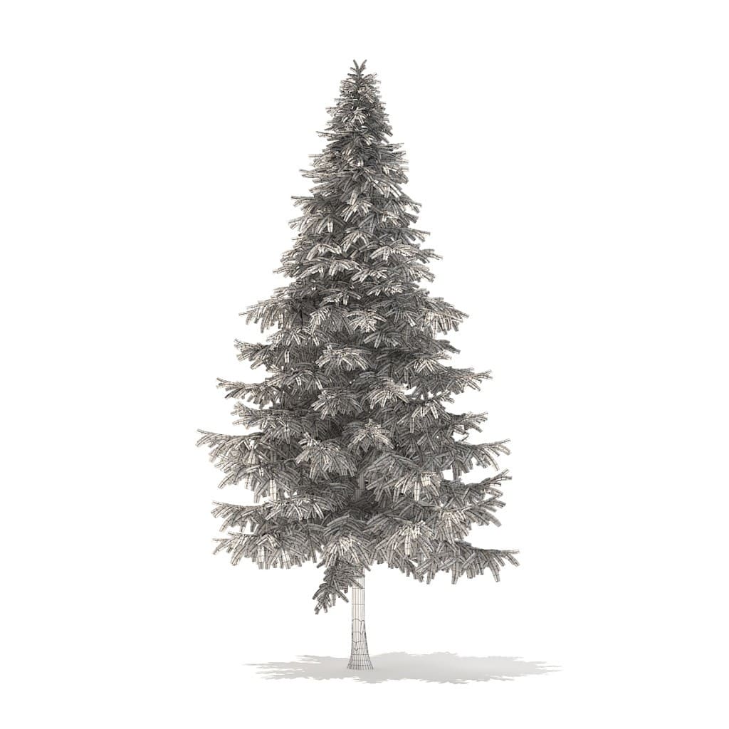 Spruce Tree 3D Model 7.8m
