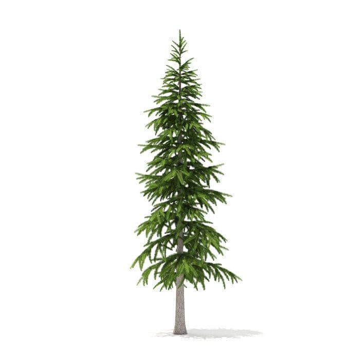 Fir Tree 3D Model 3.4m