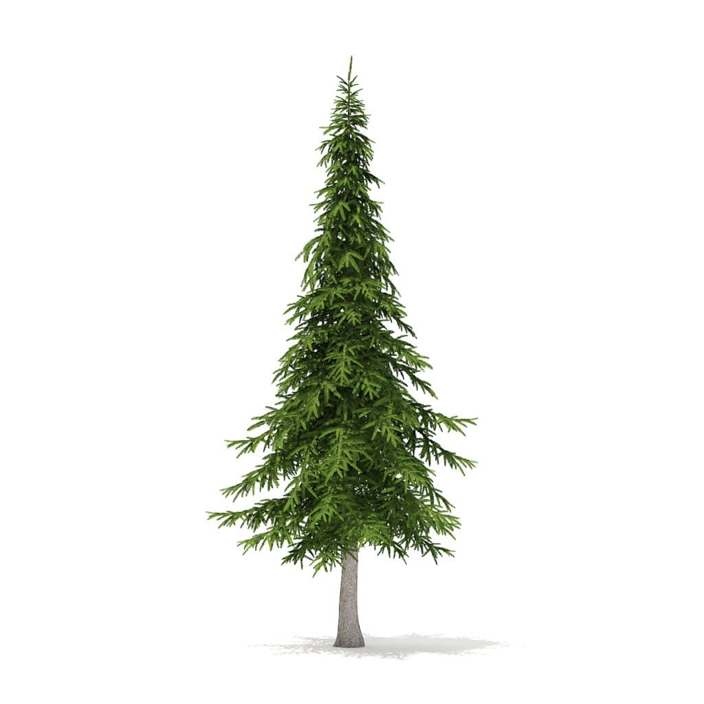 Fir Tree 3D Model 7m