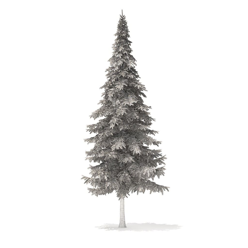 Fir Tree 3D Model 10m