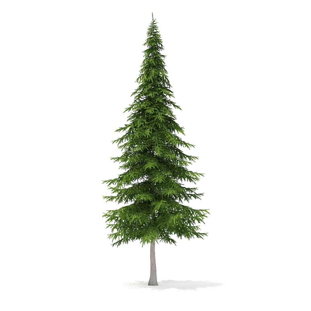 Fir Tree 3D Model 10m