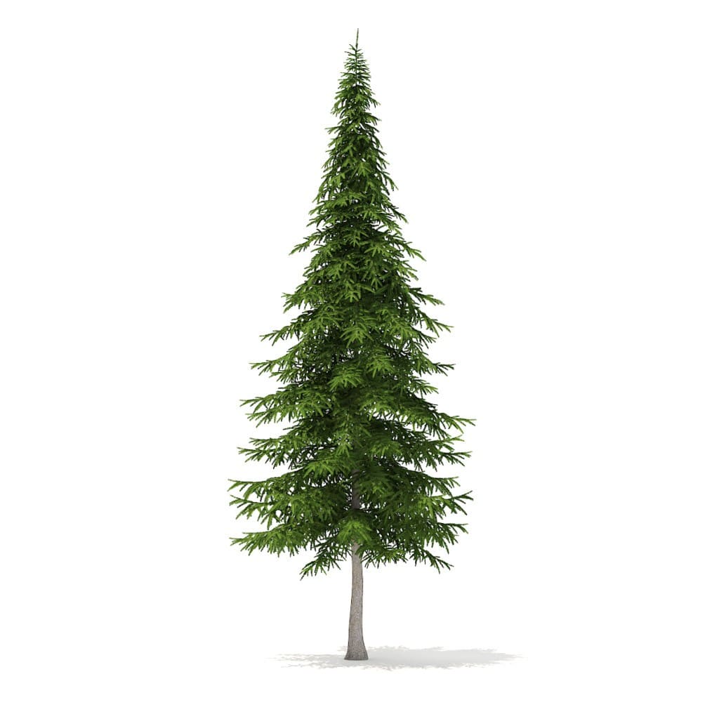 Fir Tree 3D Model 10m