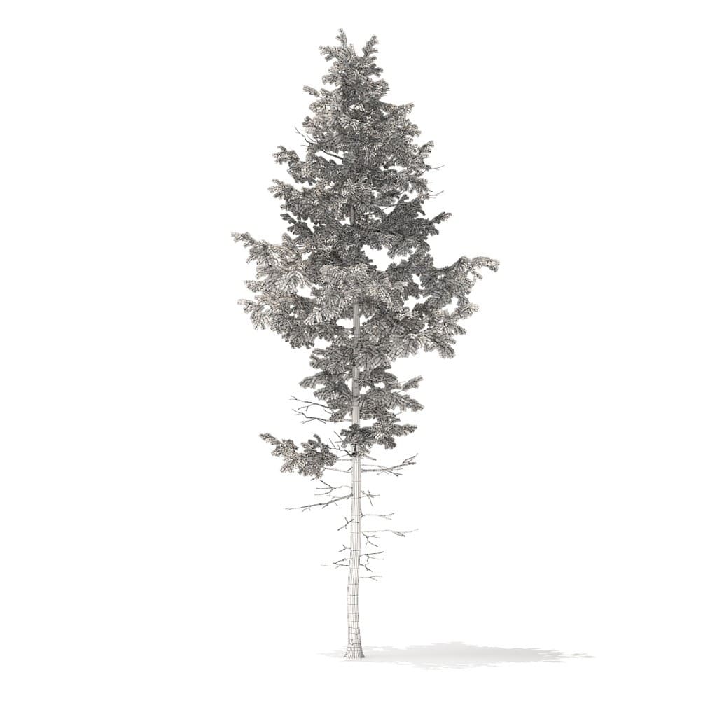 Pine Tree 3D Model 10.2m