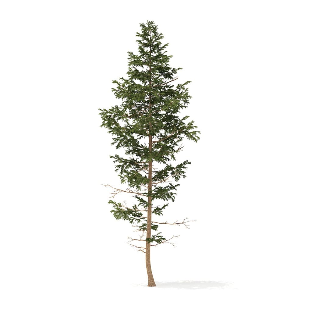 Pine Tree 3D Model 14m