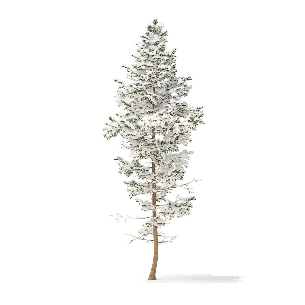 Pine Tree with Snow 3D Model 14m