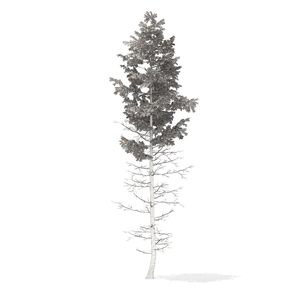 Pine Tree 3D Model 16m