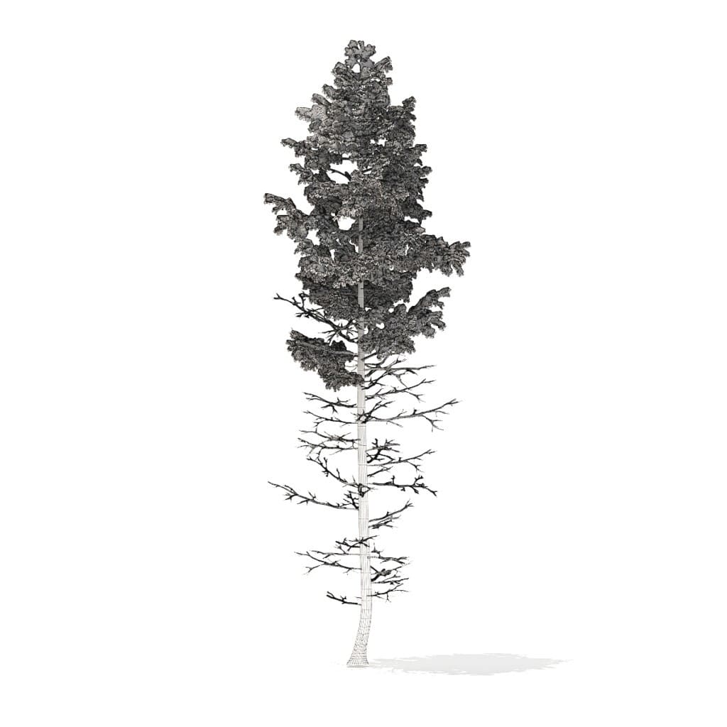 Pine Tree with Snow 3D Model 16m