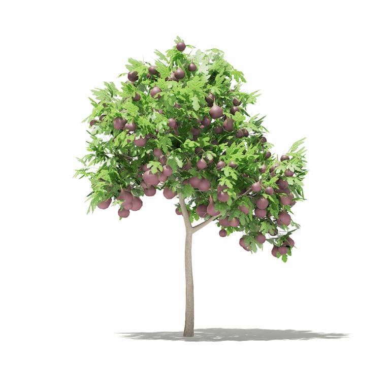 Fruit Trees 3D Models Volume 105 | CGAxis 3D Models Store
