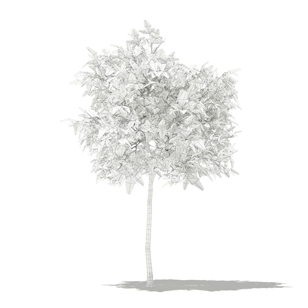 Avocado Tree 3D Model 1.5m