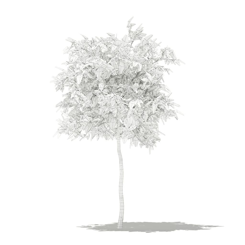 Avocado Tree 3D Model 1.5m