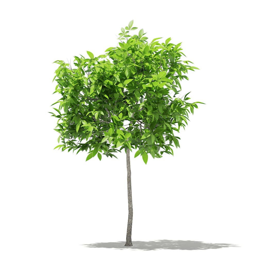 Avocado Tree 3D Model 1.5m