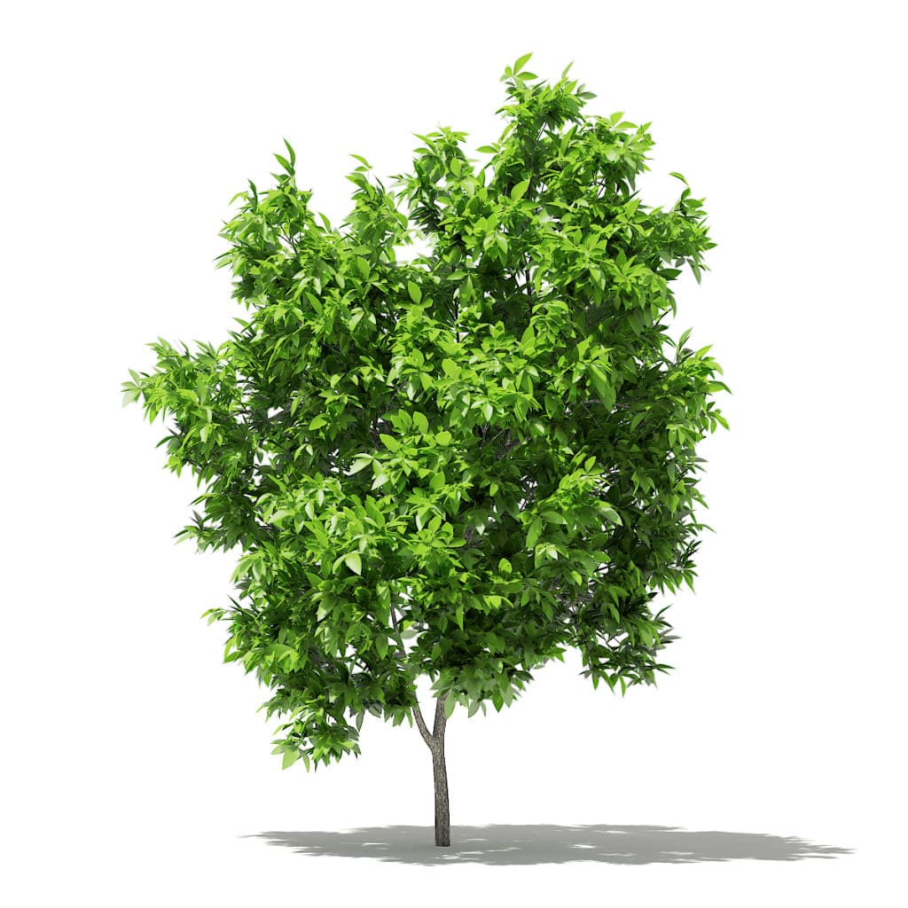 Avocado Tree 3D Model 2.9m