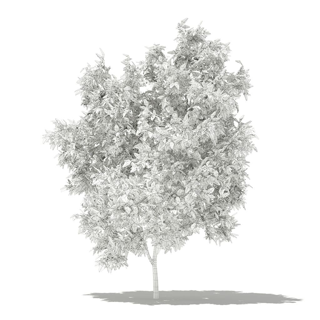 Avocado Tree 3D Model 2.9m