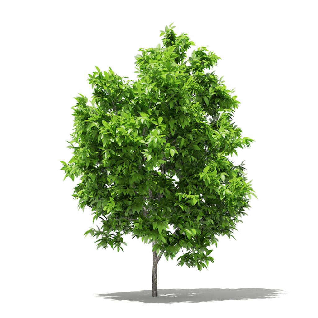 Avocado Tree 3D Model 2.9m