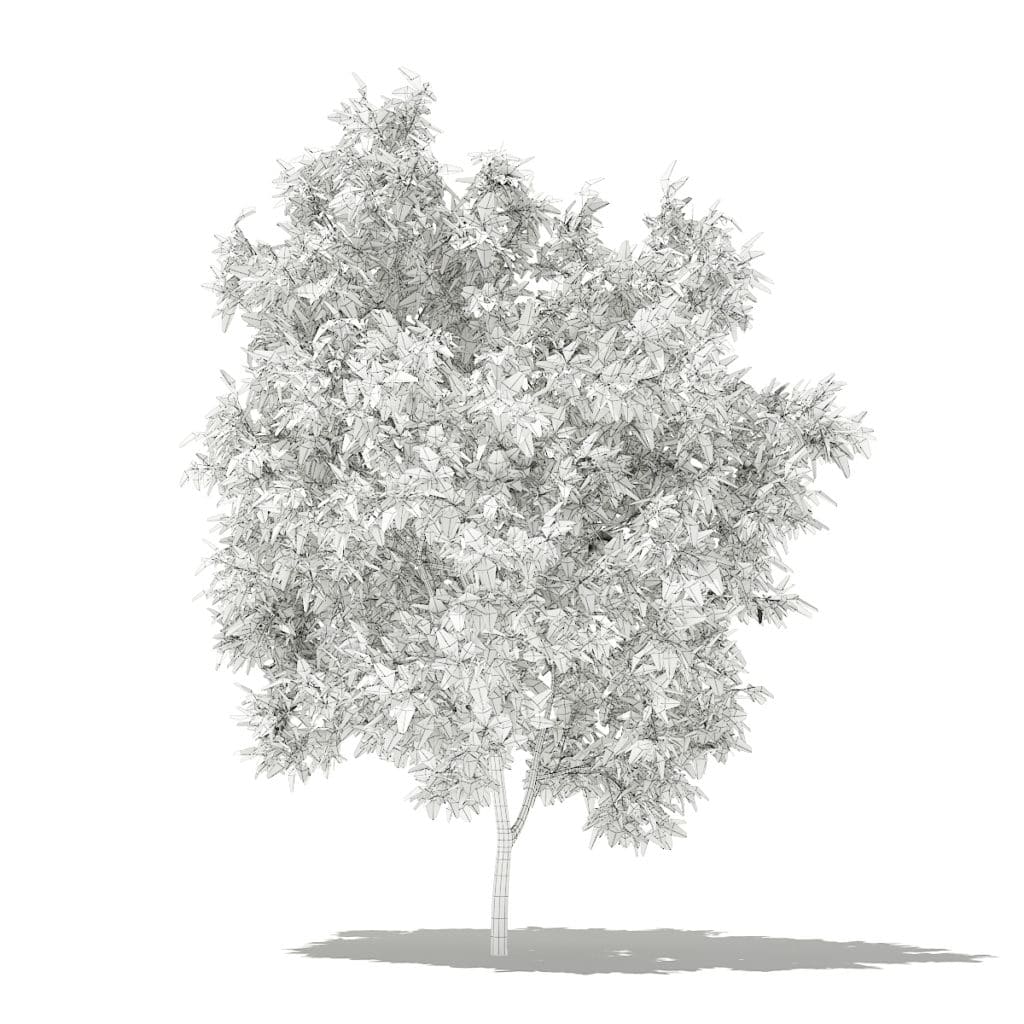 Avocado Tree 3D Model 2.9m