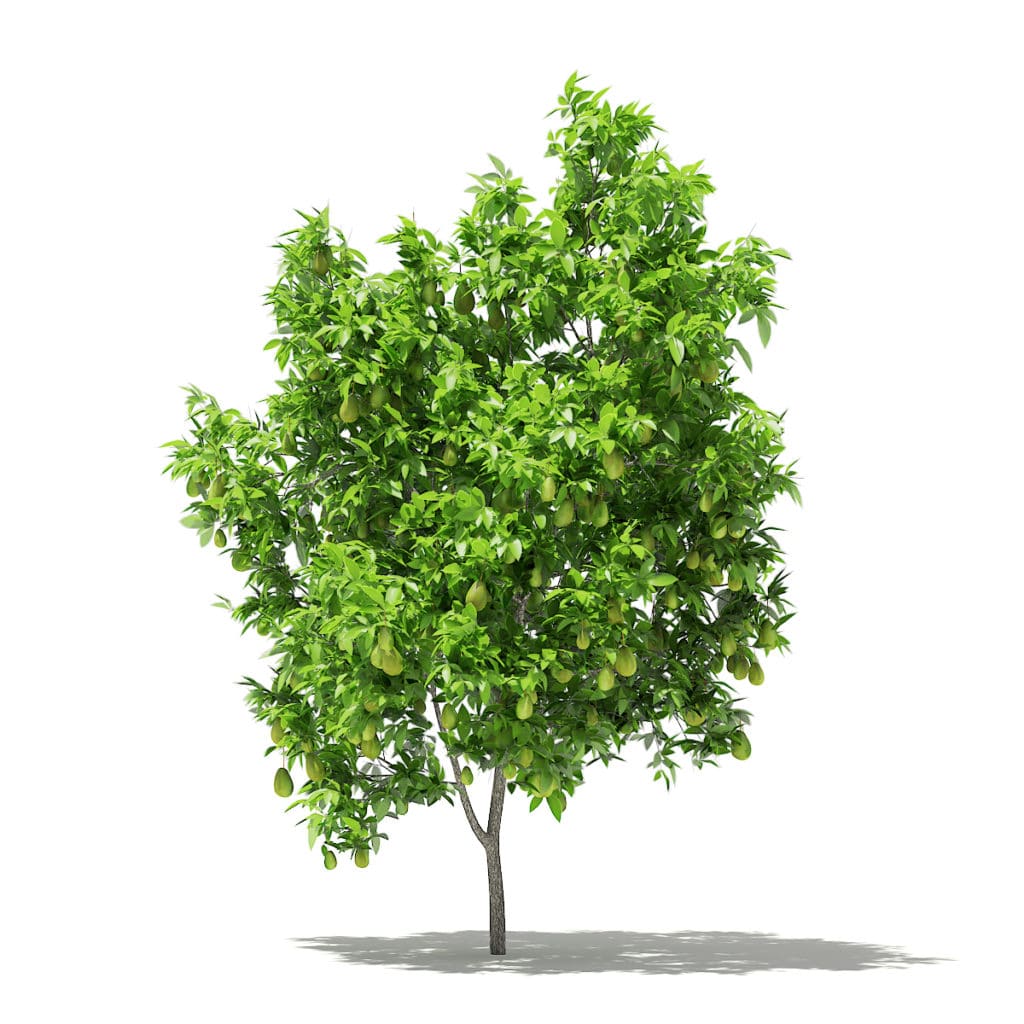 Avocado Tree with Fruits 3D Model 2.9m