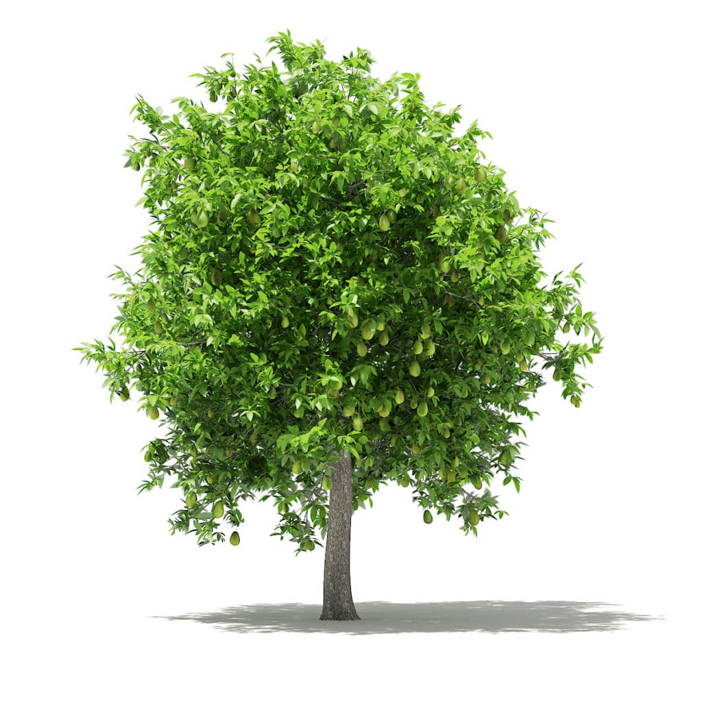 Avocado Tree with Fruits 3D Model 3.8m