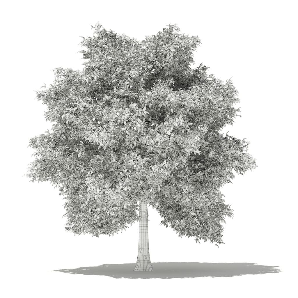 Avocado Tree 3D Model 5.5m