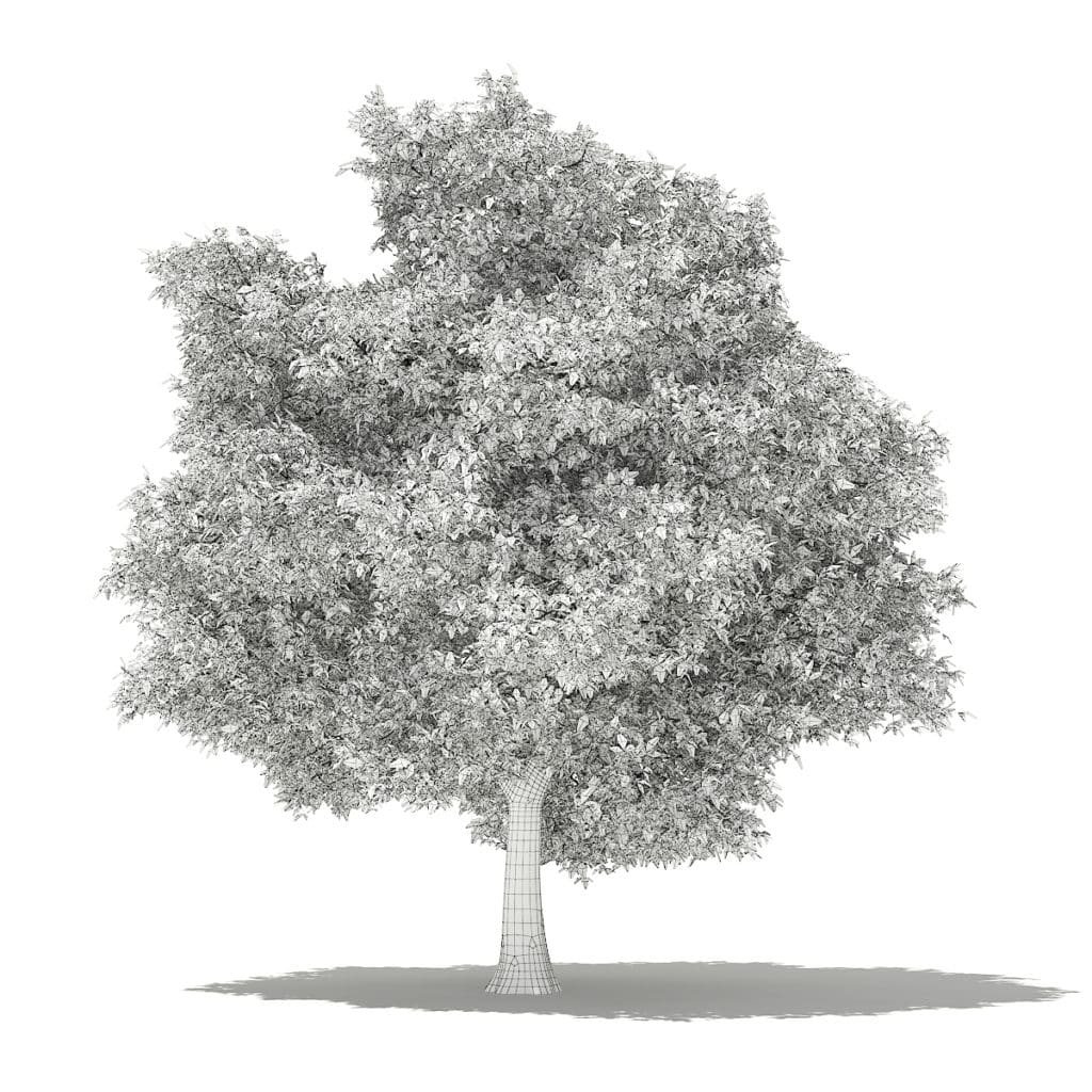 Avocado Tree 3D Model 5.5m