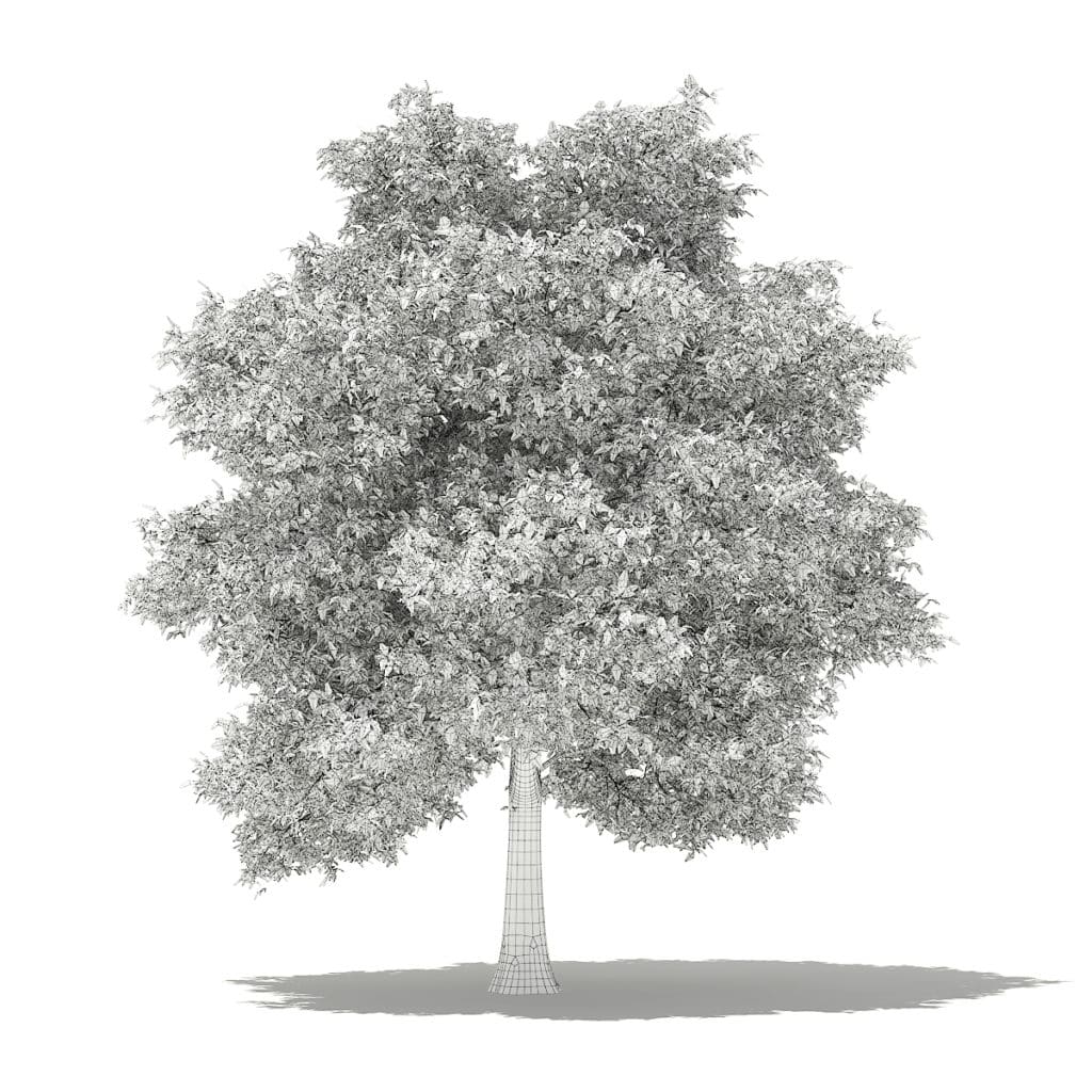 Avocado Tree 3D Model 5.5m