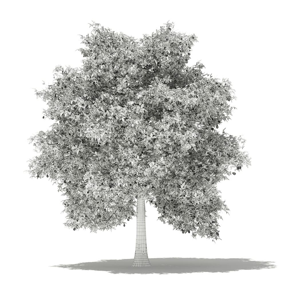 Avocado Tree with Fruits 3D Model 5.5m