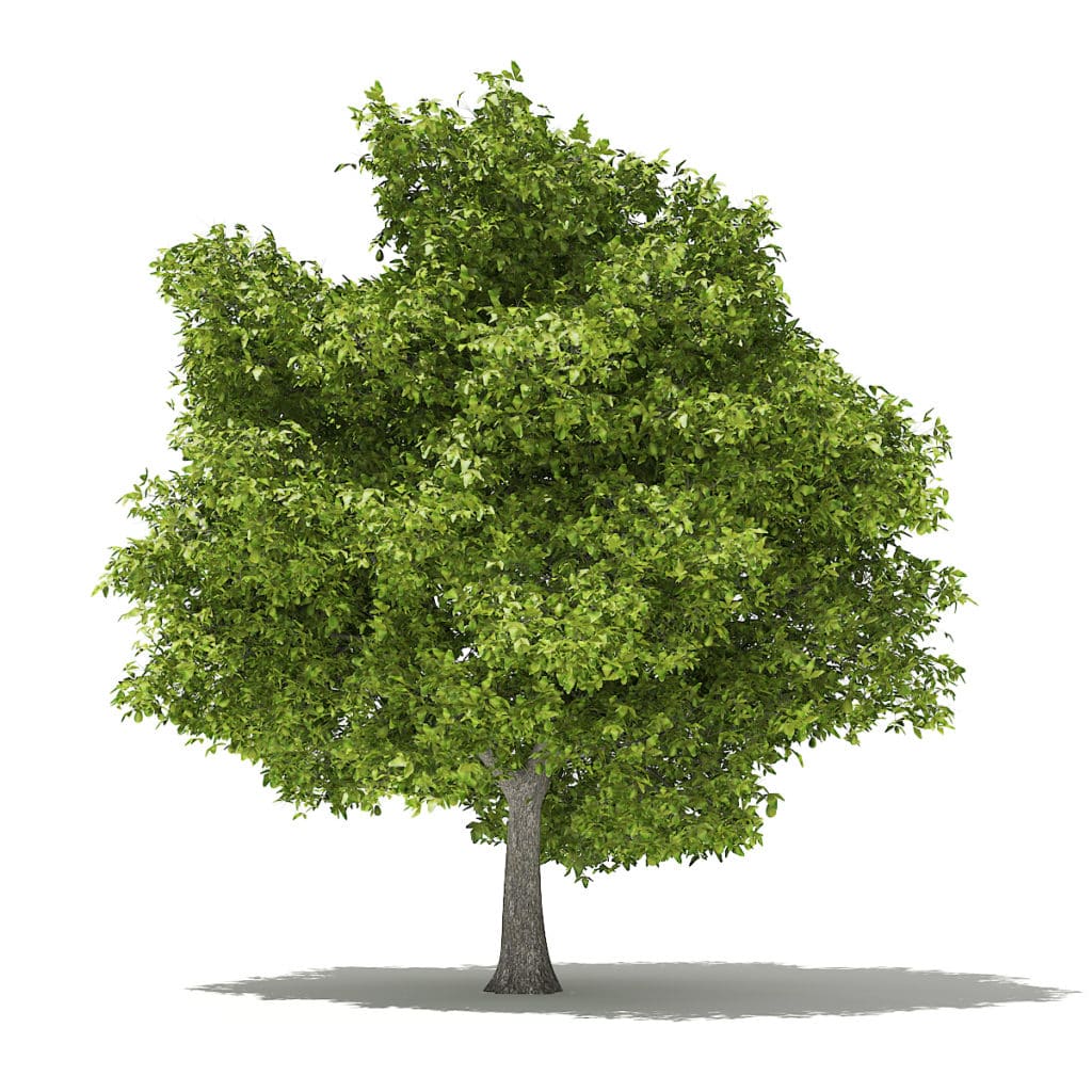 Avocado Tree with Fruits 3D Model 5.5m