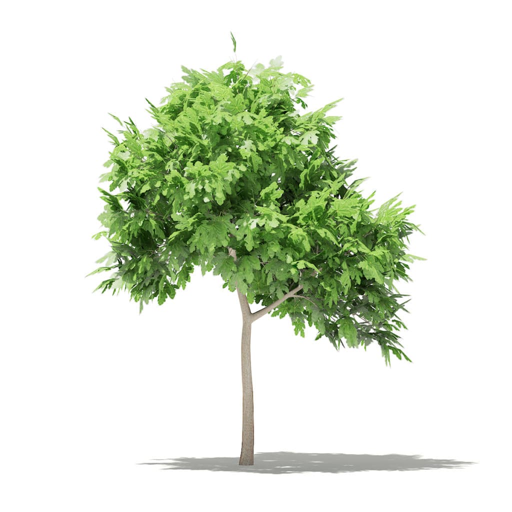 Common Fig Tree 3D Model 1.4m