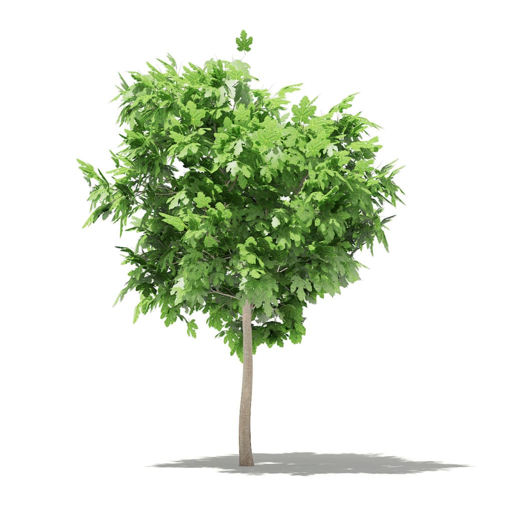 Common Fig Tree 3D Model 1.4m