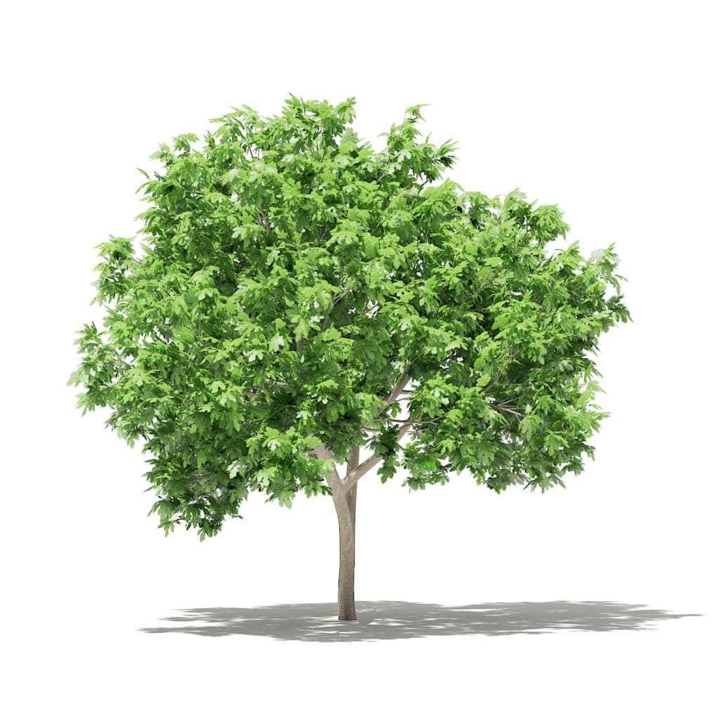 Common Fig Tree 3D Model 2.4m