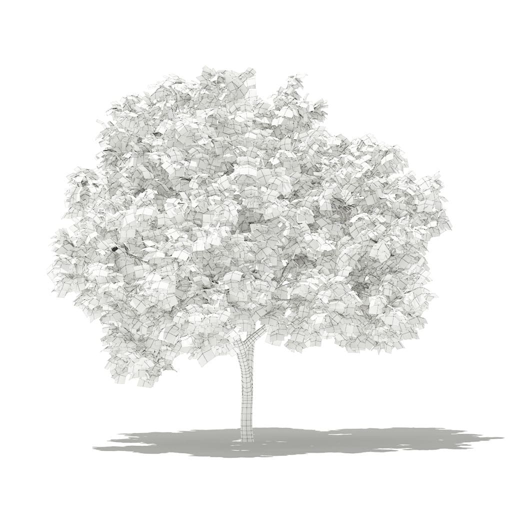 Common Fig Tree 3D Model 2.4m