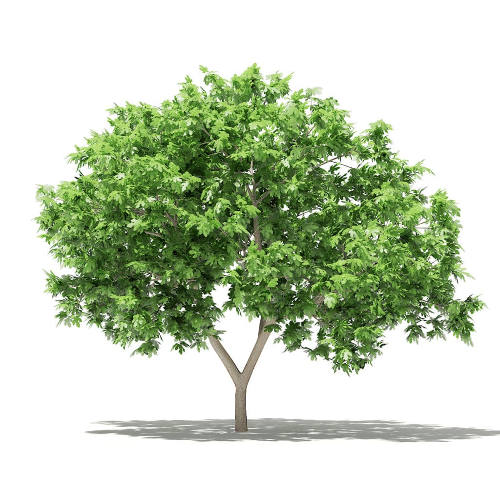 Common Fig Tree 3D Model 2.4m