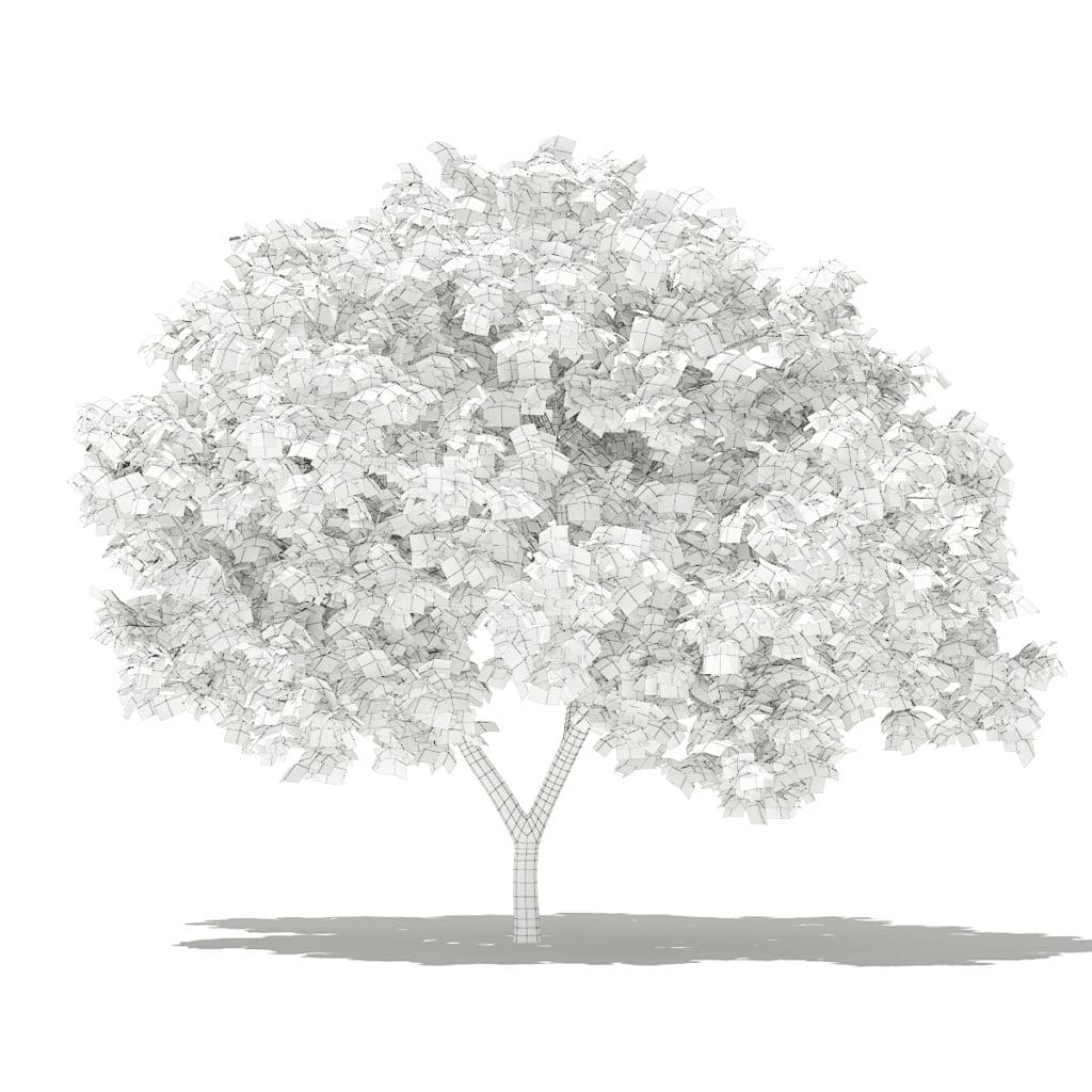 Common Fig Tree 3D Model 2.4m