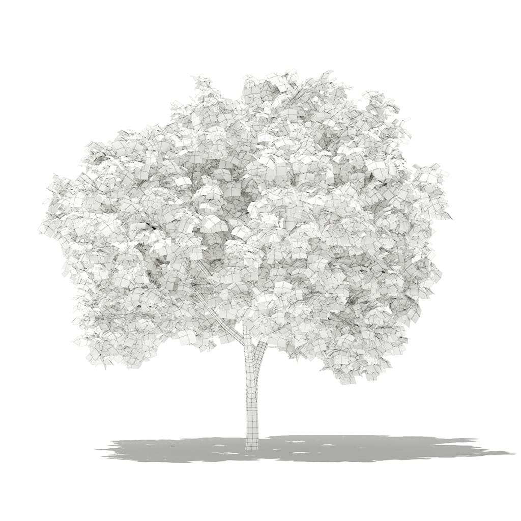 Common Fig Tree 3D Model 2.4m