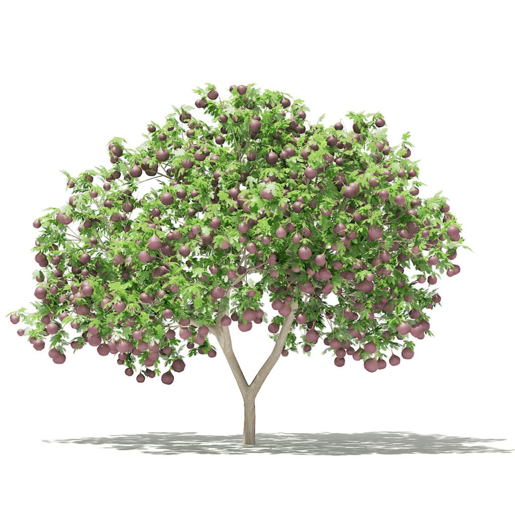 Common Fig Tree with Fruits 3D Model 2.4m