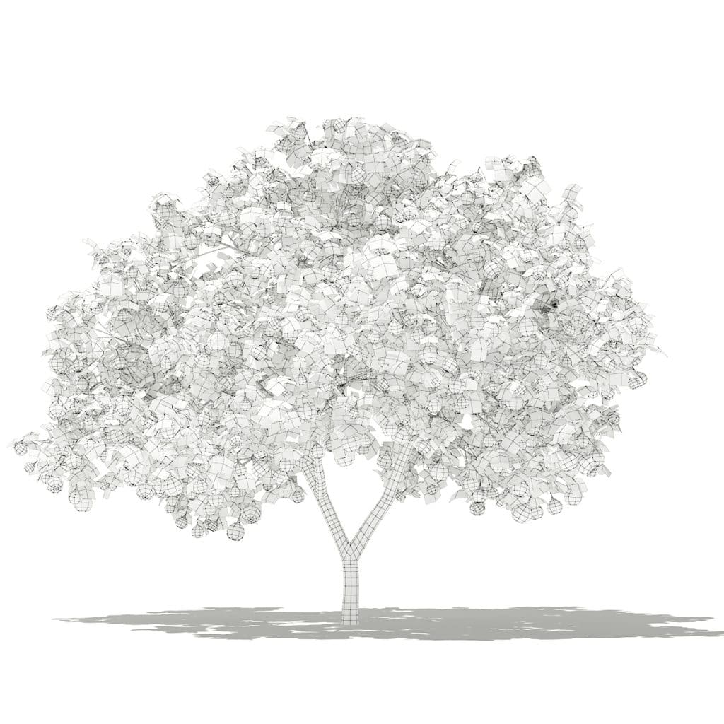 Common Fig Tree with Fruits 3D Model 2.4m