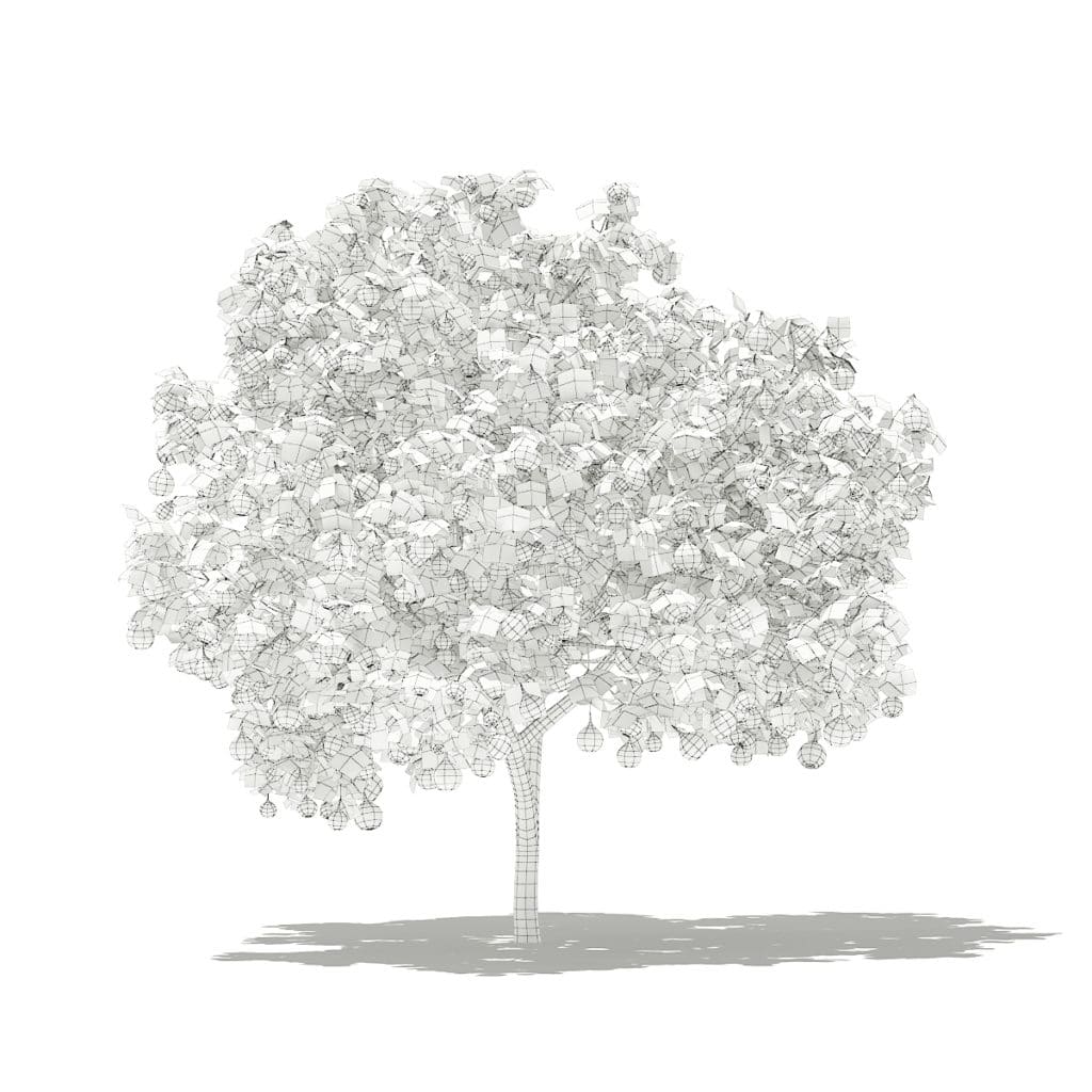 Common Fig Tree with Fruits 3D Model 2.4m
