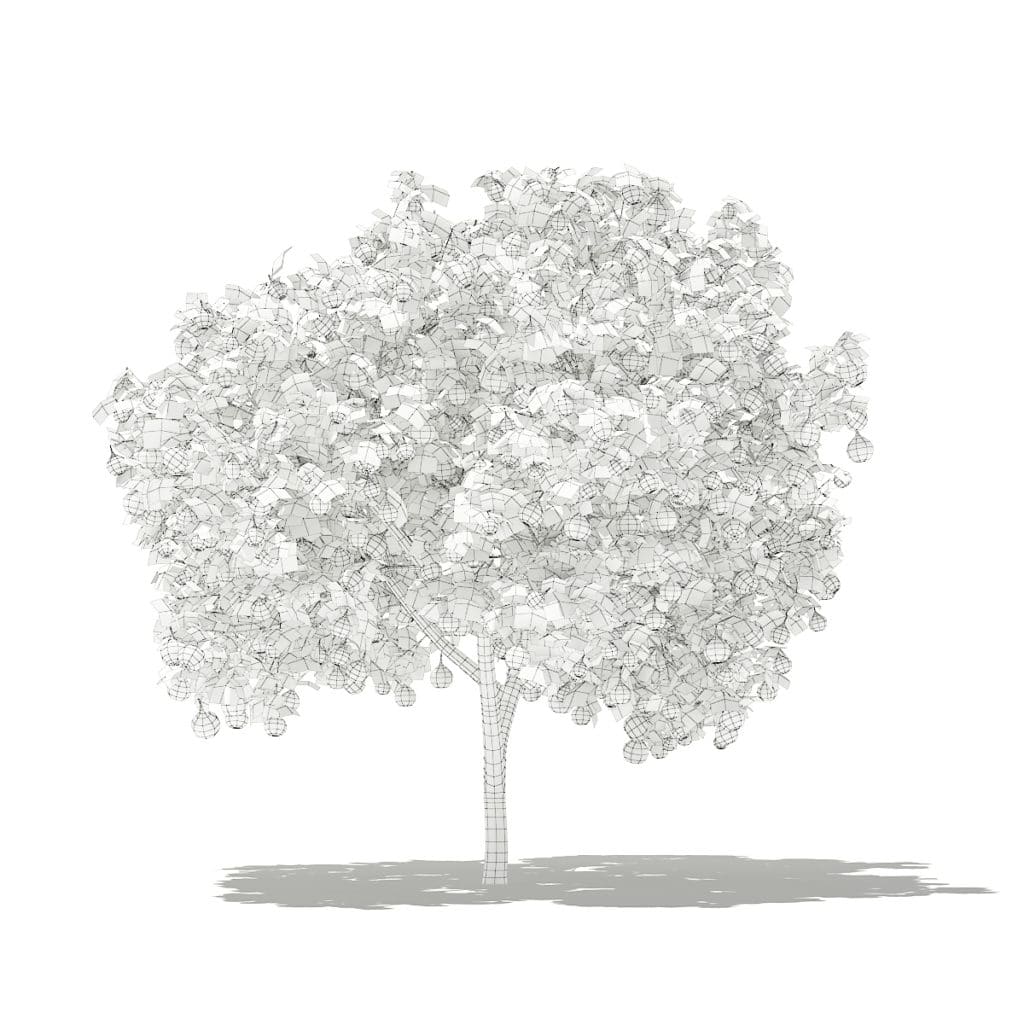 Common Fig Tree with Fruits 3D Model 2.4m