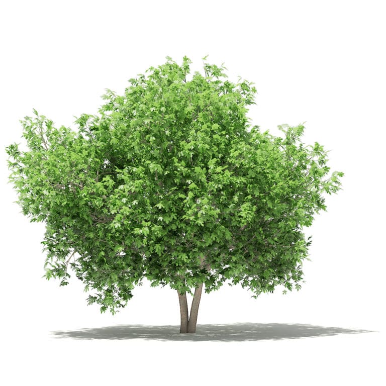 Common Fig Tree 3D Model 3.4m