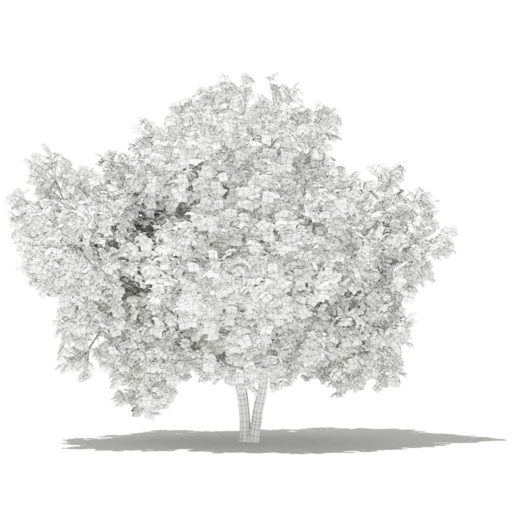 Common Fig Tree 3D Model 3.4m