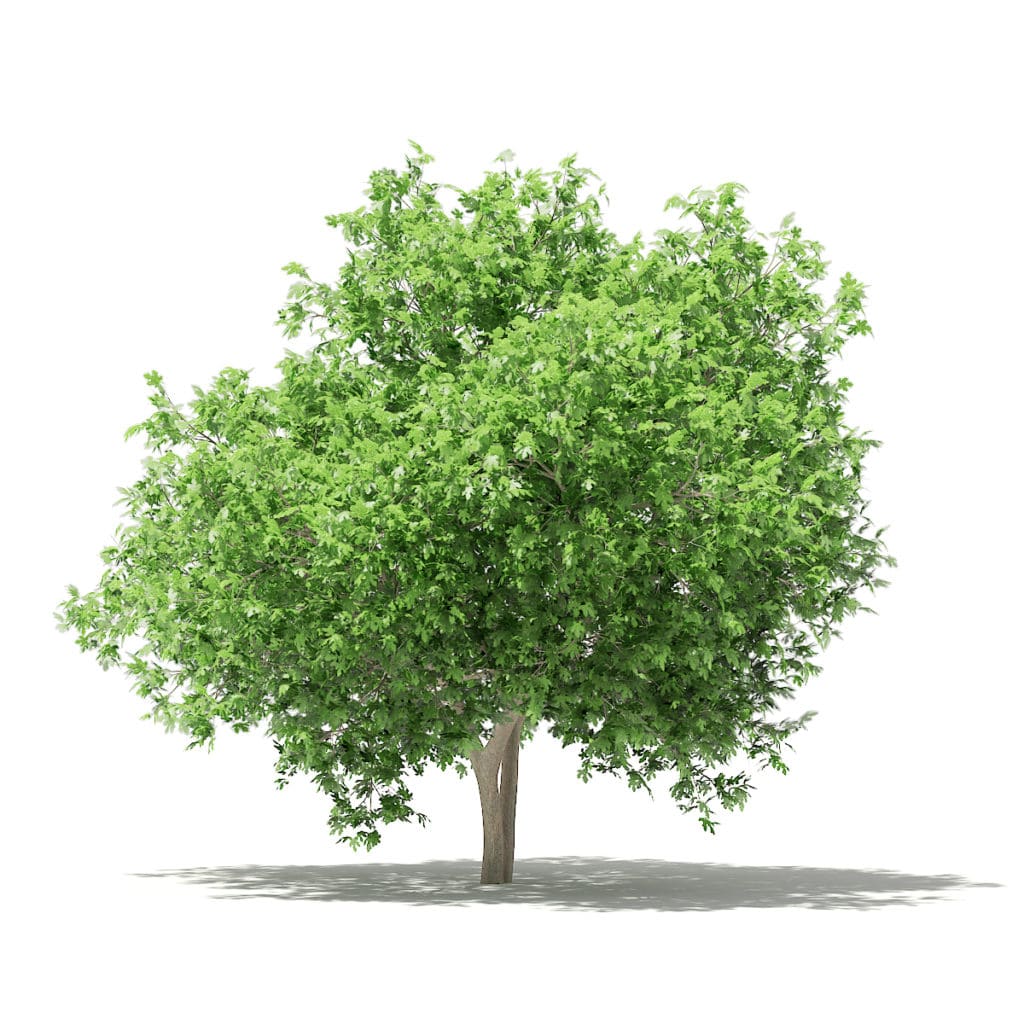 Common Fig Tree 3D Model 3.4m