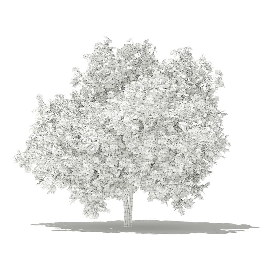 Common Fig Tree 3D Model 3.4m