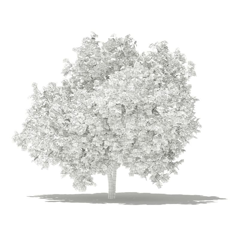 Common Fig Tree 3D Model 3.4m