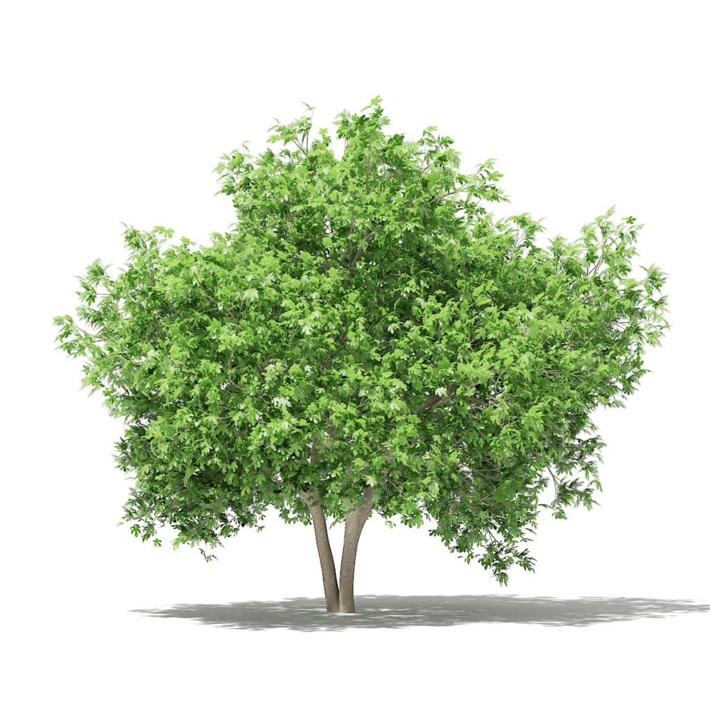 Common Fig Tree 3D Model 3.4m