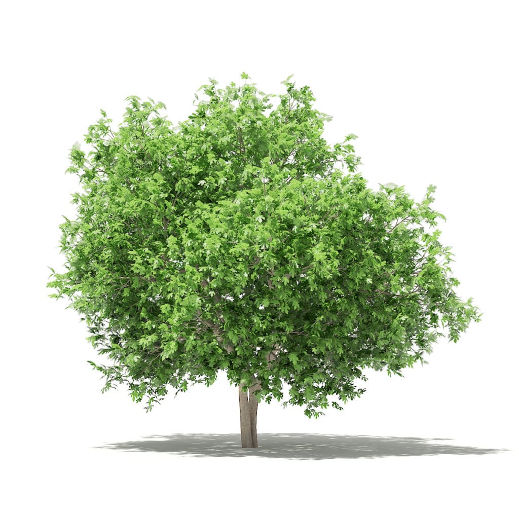 Common Fig Tree 3D Model 3.4m