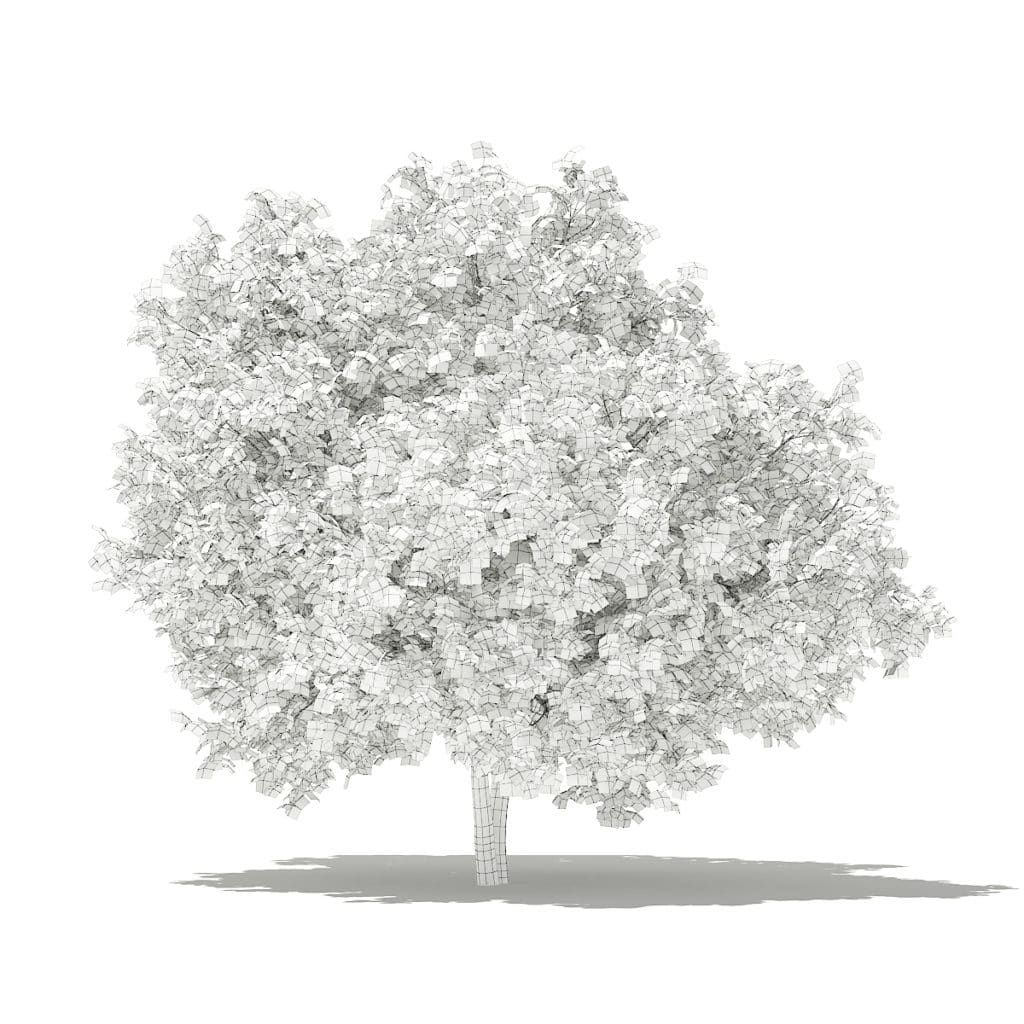 Common Fig Tree 3D Model 3.4m