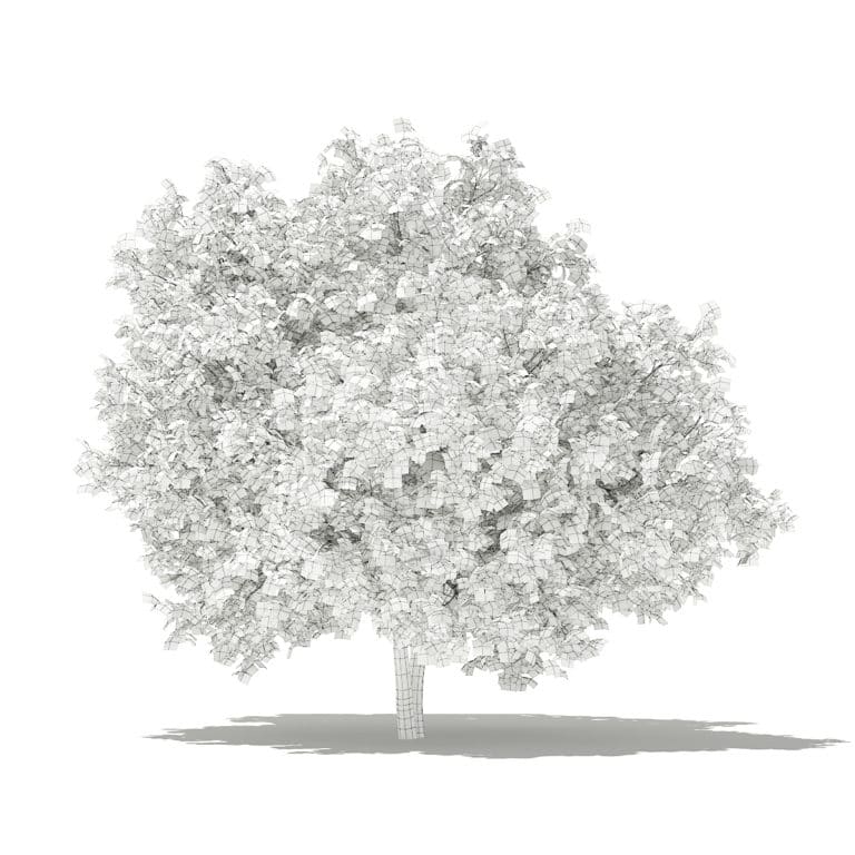 Common Fig Tree 3D Model 3.4m