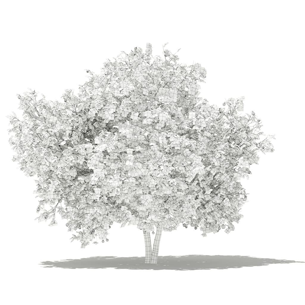 Common Fig Tree with Fruits 3D Model 3.4m