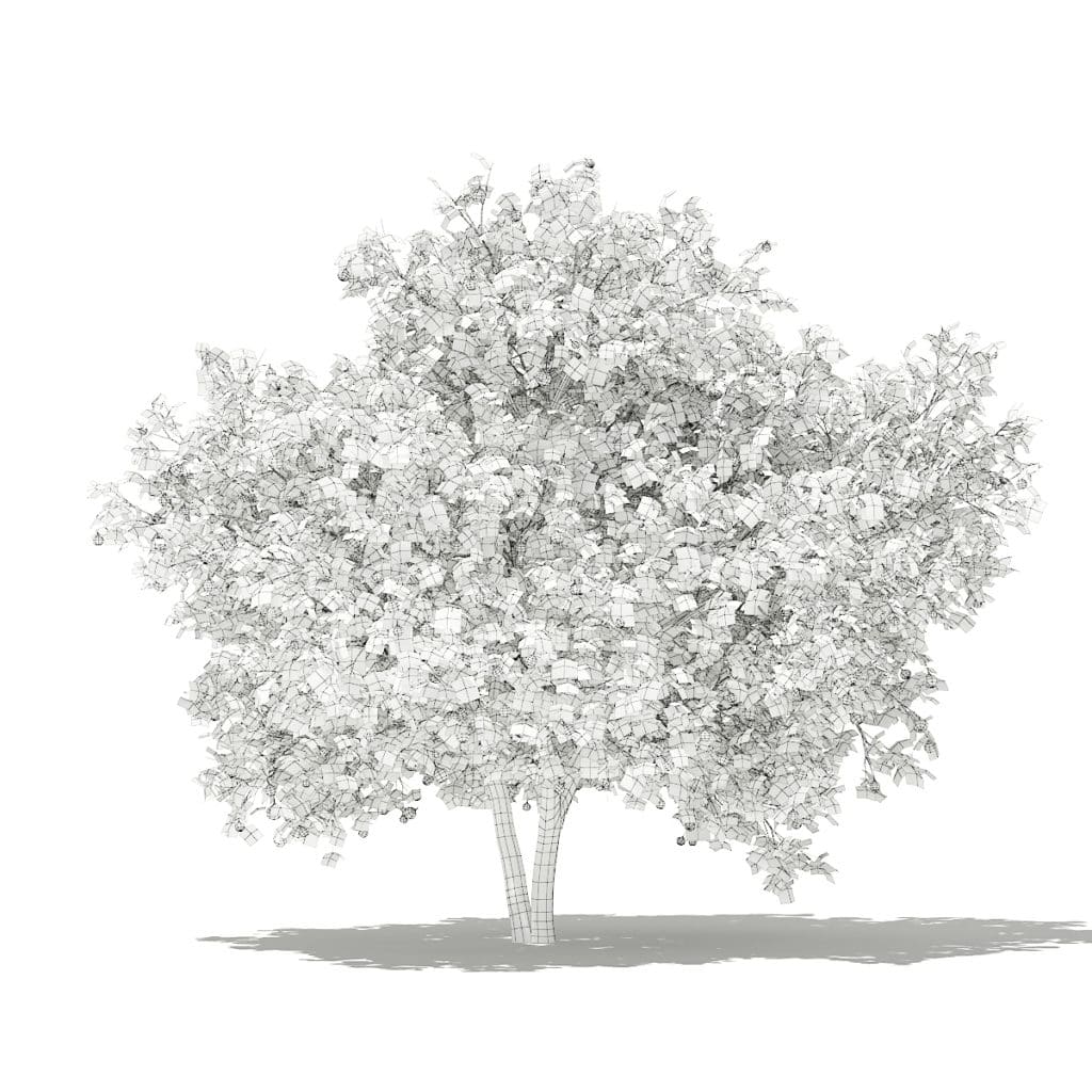 Common Fig Tree with Fruits 3D Model 3.4m