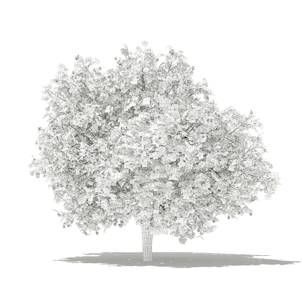 Common Fig Tree with Fruits 3D Model 3.4m