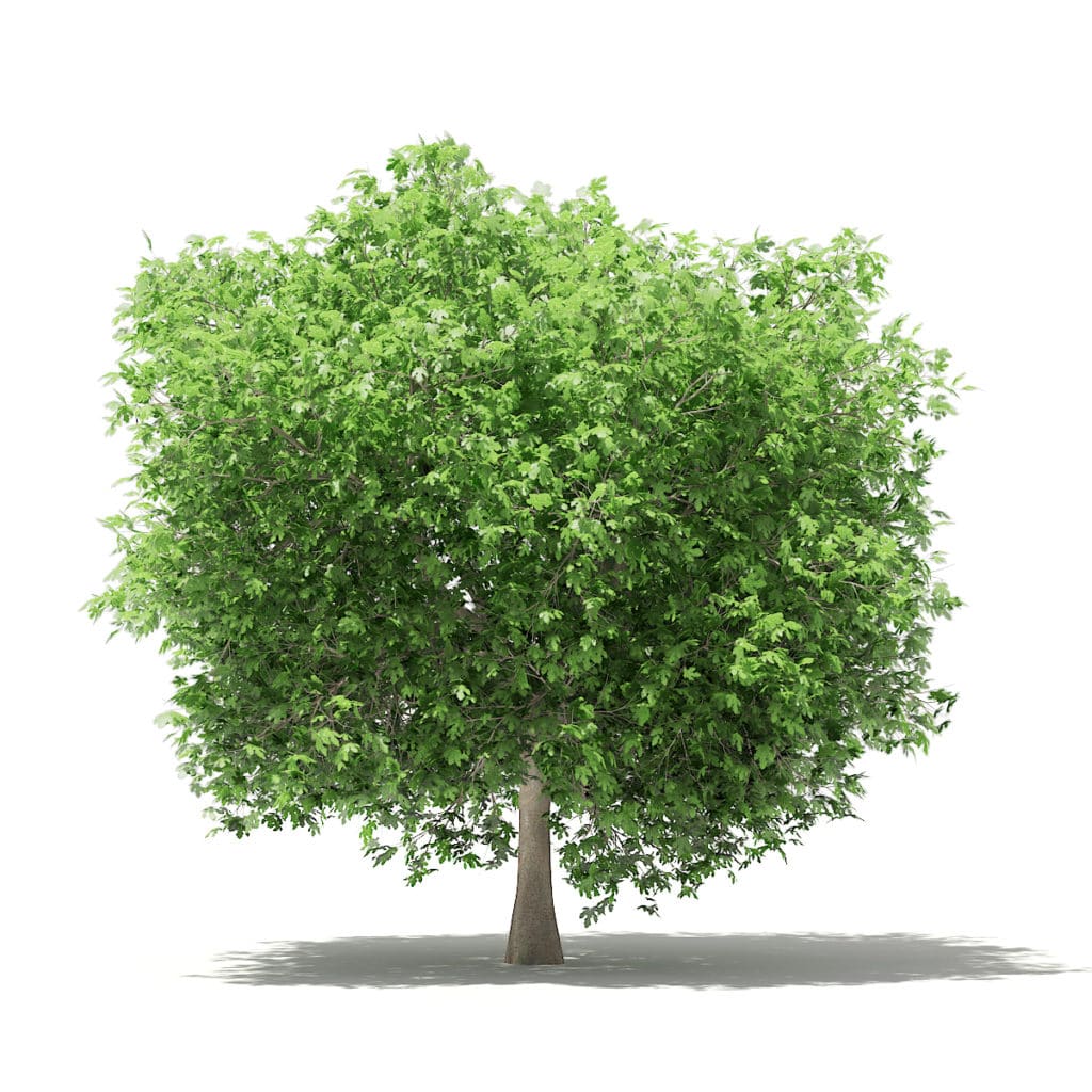 Common Fig Tree 3D Model 3.3m
